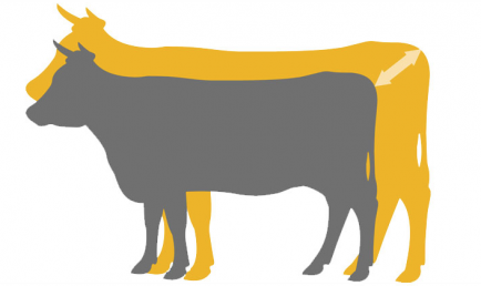 What is livestock financing and how can it be used? – Insights